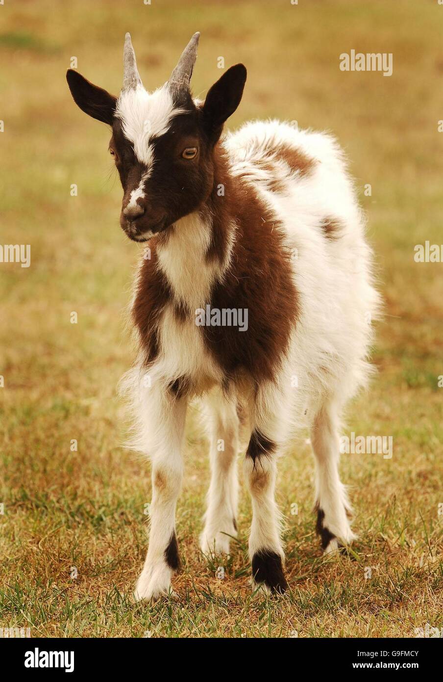 Rare breed goat hi-res stock photography and images - Alamy