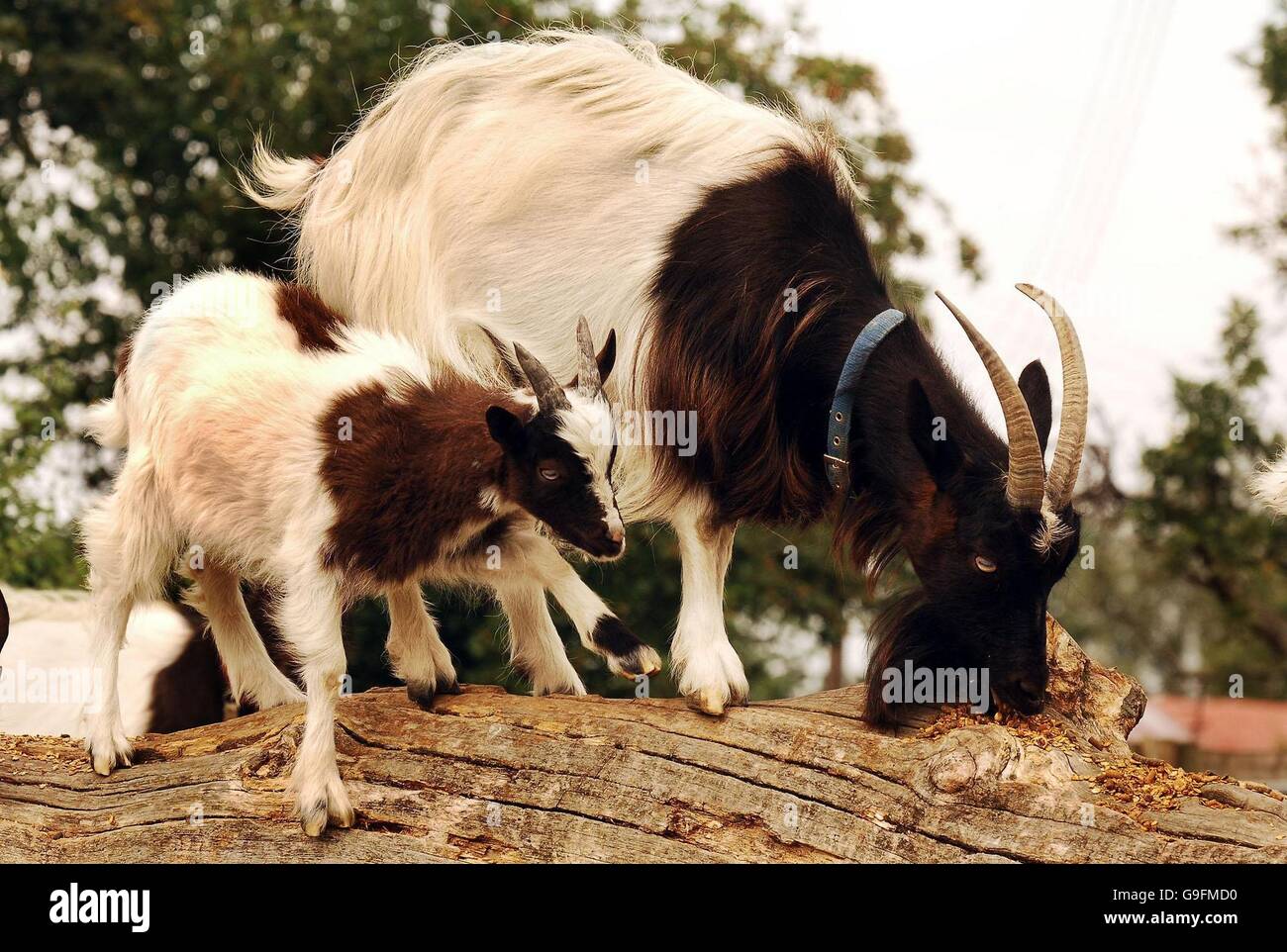 Endangered goat breed hi-res stock photography and images - Alamy