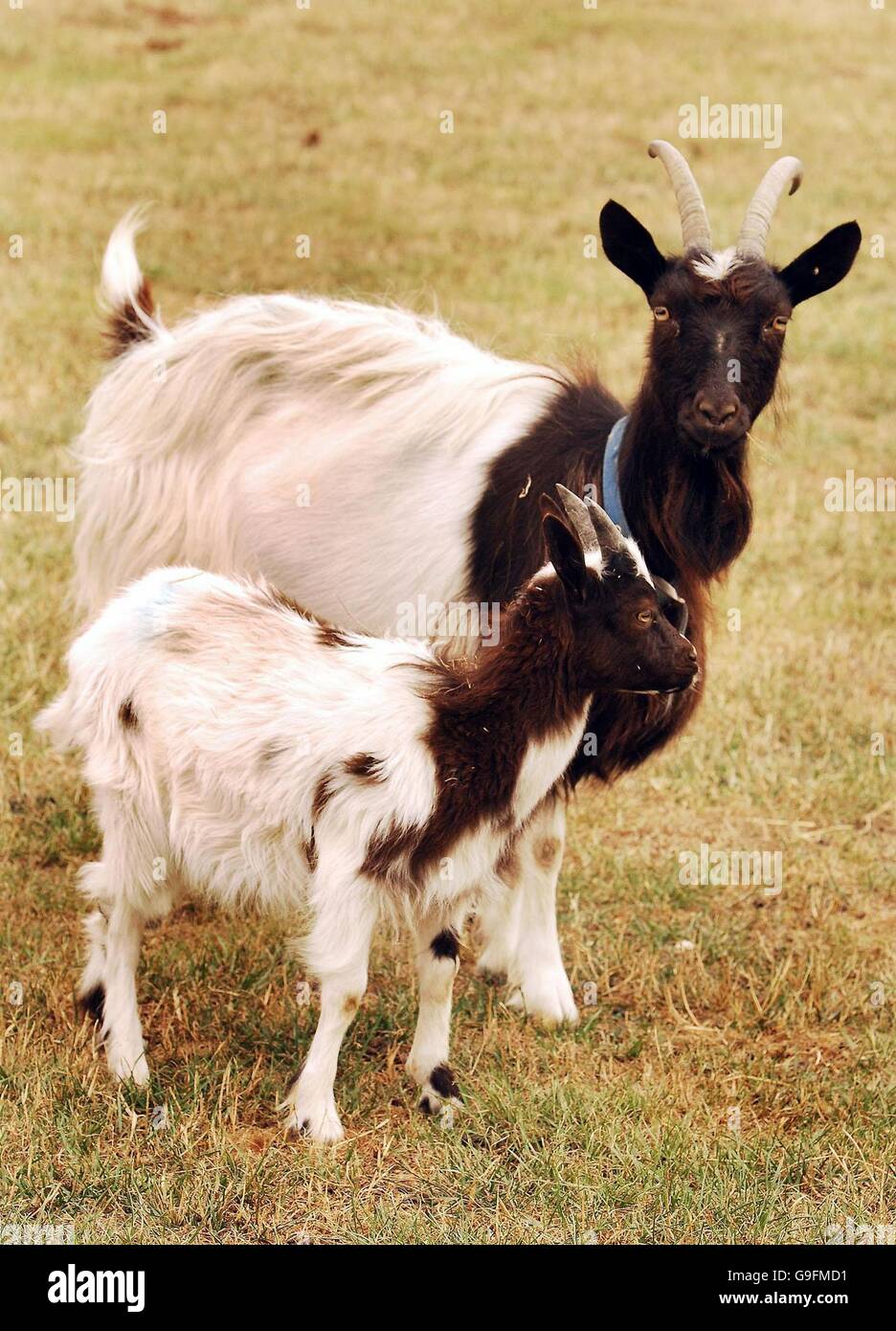 Rare breed goat hi-res stock photography and images - Alamy