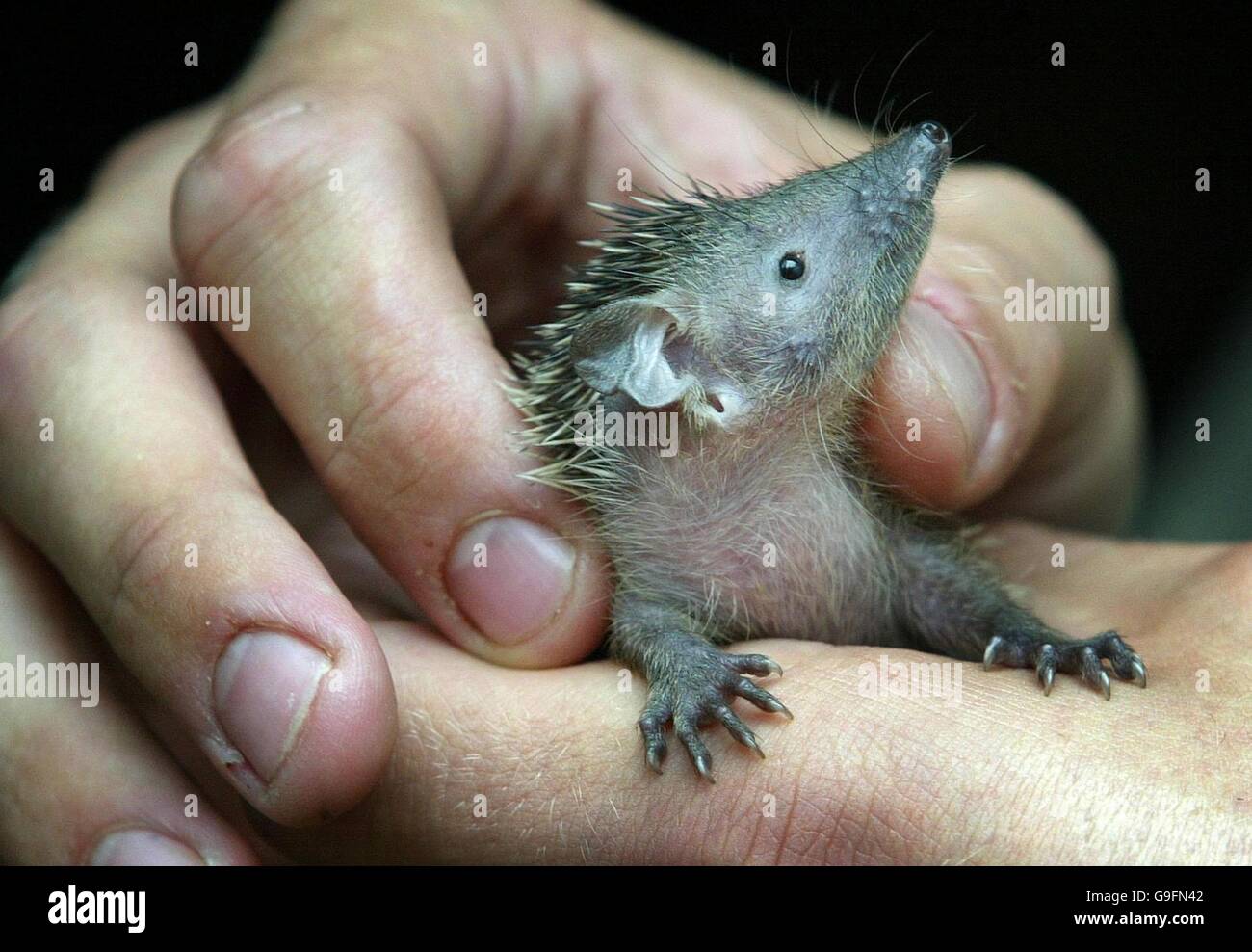 Tenrecs born in Edinburgh Zoo Stock Photo - Alamy
