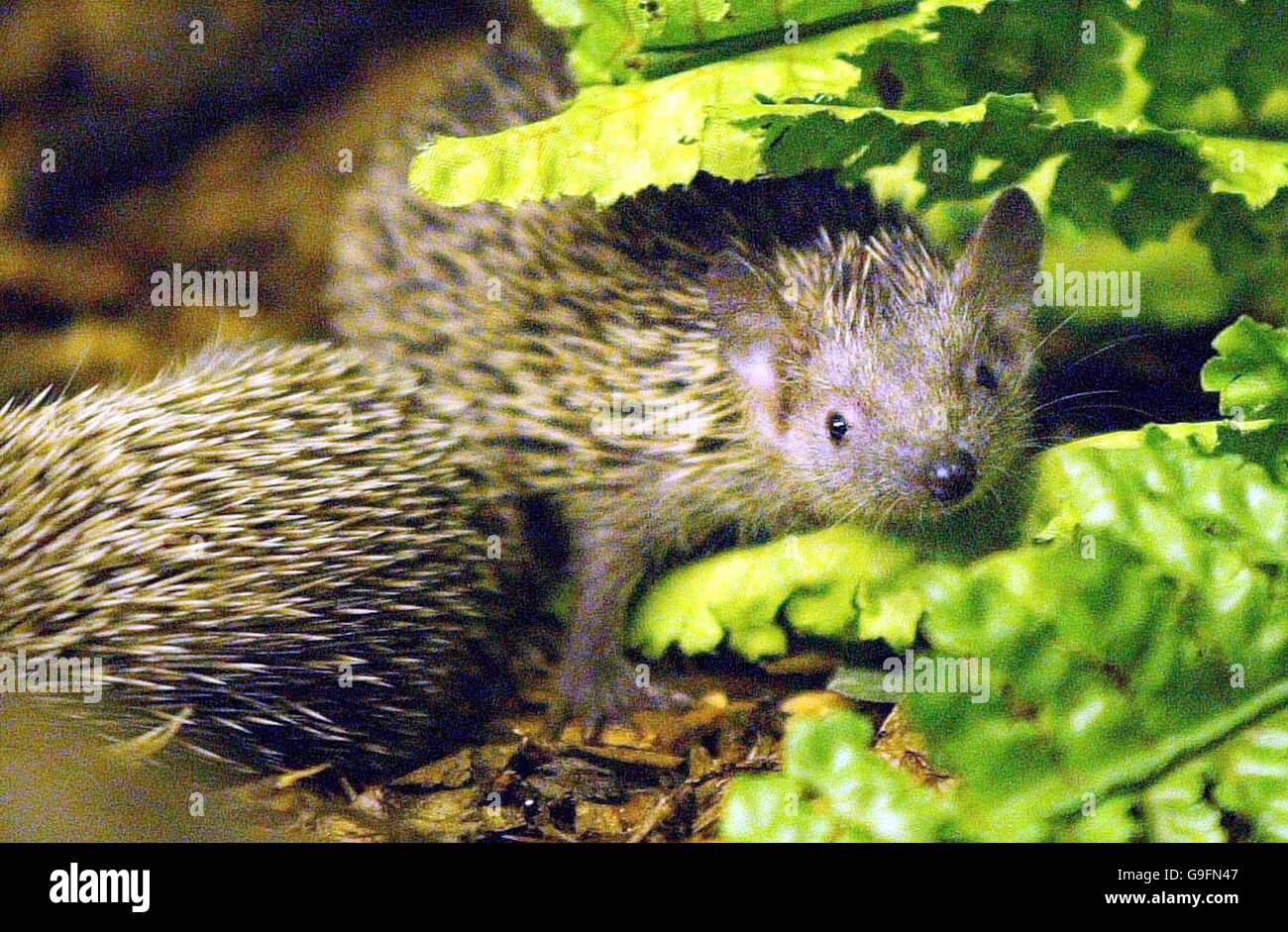 Tenrecs High Resolution Stock Photography and Images - Alamy