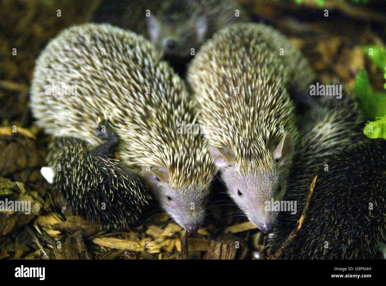 Tenrecs High Resolution Stock Photography and Images - Alamy