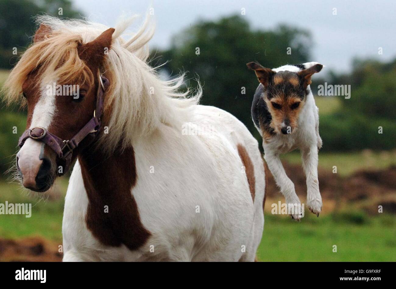 Dog rides a pony Stock Photo - Alamy