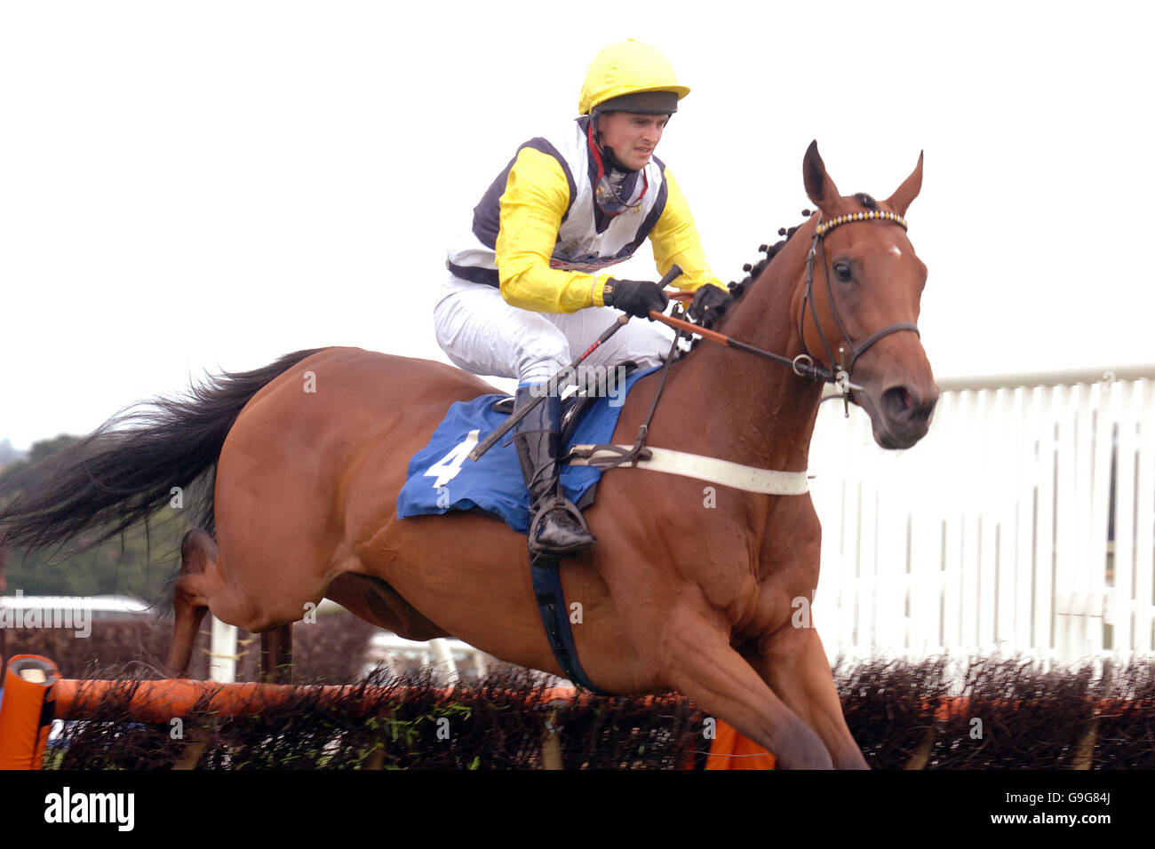 Danehill dazzler hi-res stock photography and images - Alamy