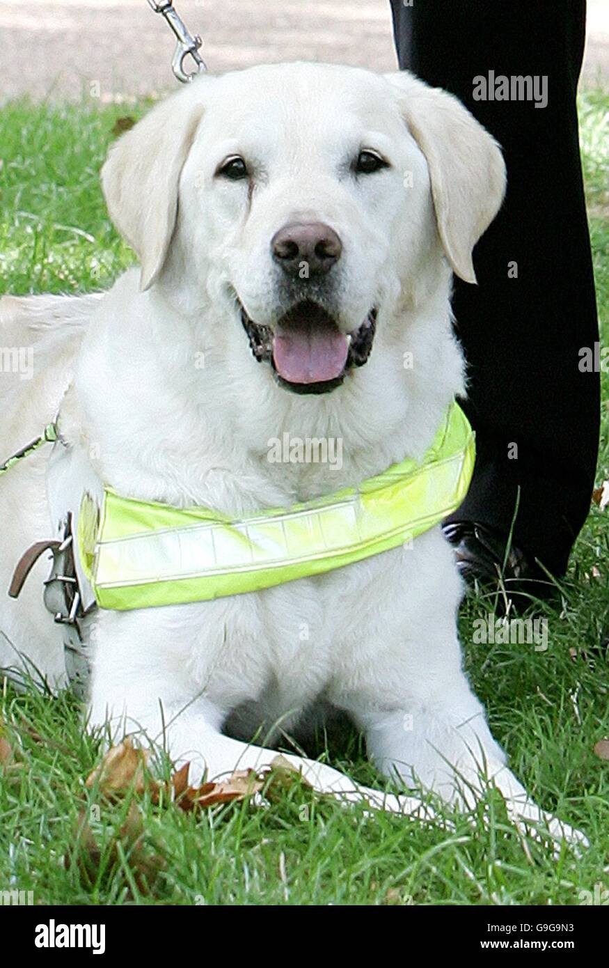 Larry, the golden retriever labrador cross from Banbridge, County Down ...