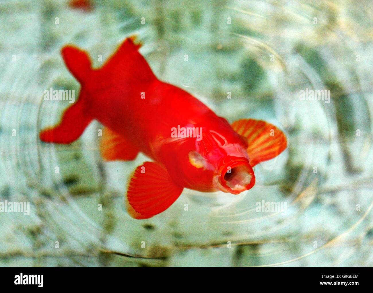 Goldfish has cosmetic surgery hi-res stock photography and images - Alamy