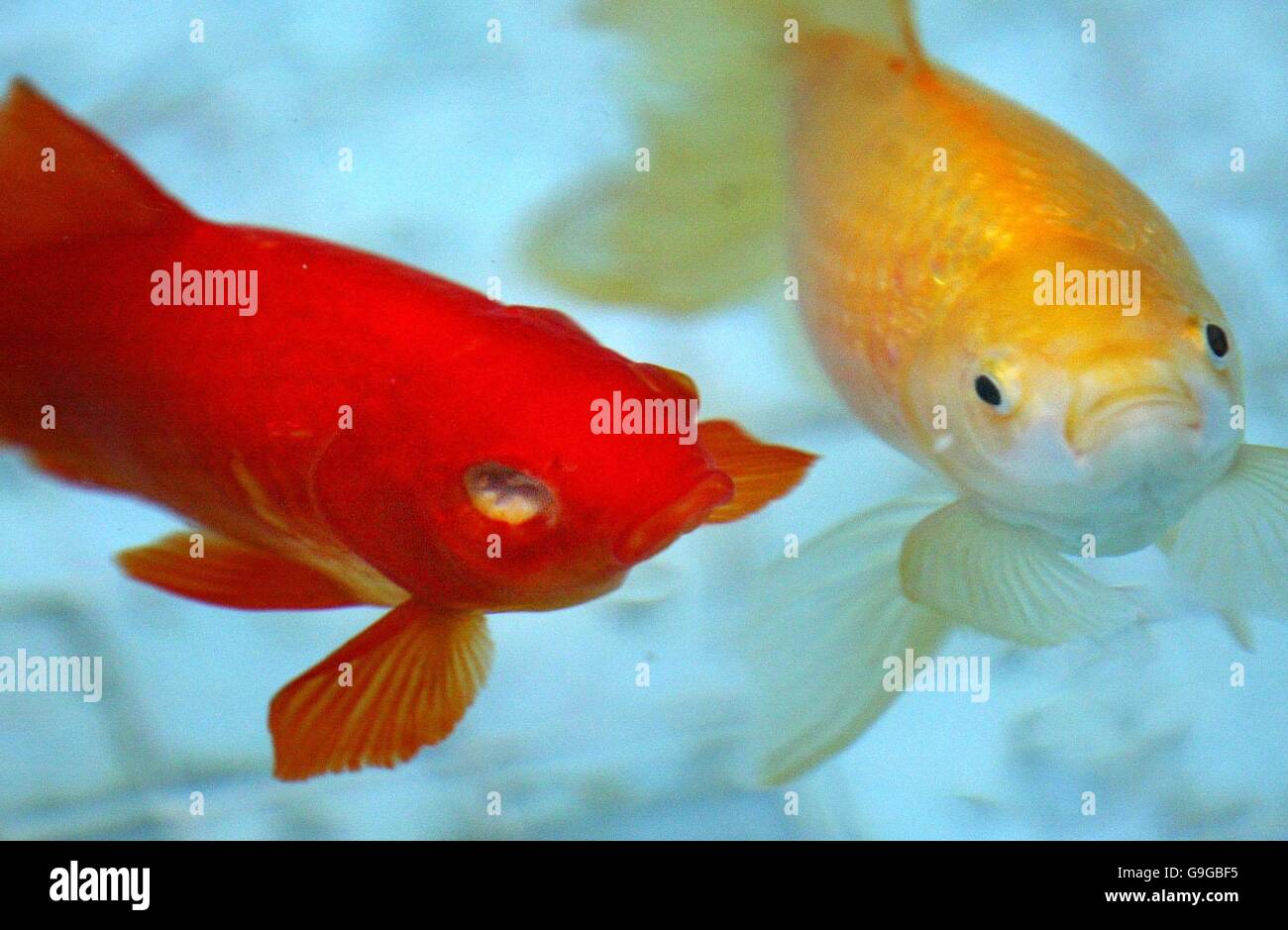The goldfish (left) at the Museum of Scotland in Edinburgh which has ...