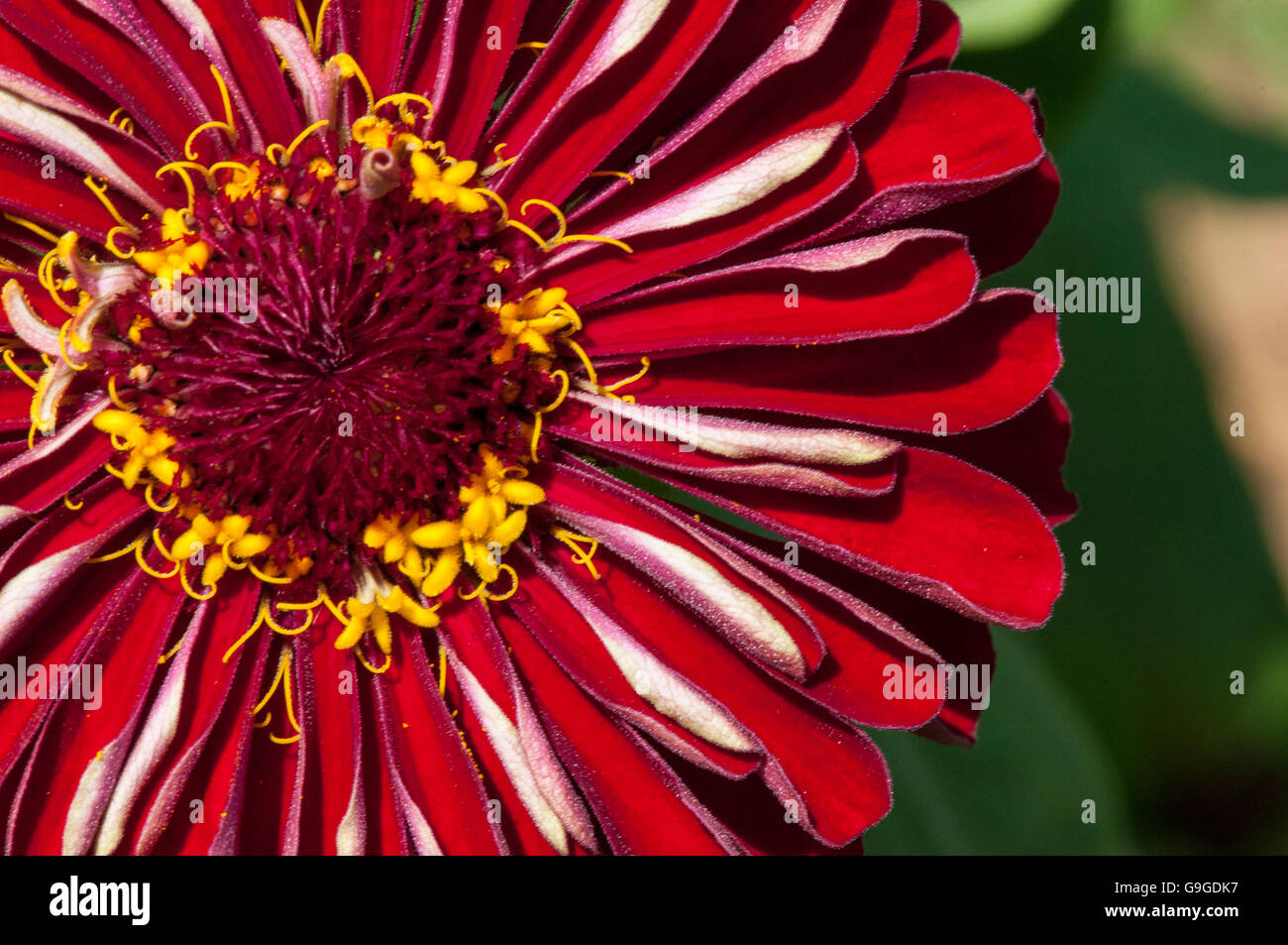 Extreme close-up of a red Zinnia flower Stock Photo - Alamy