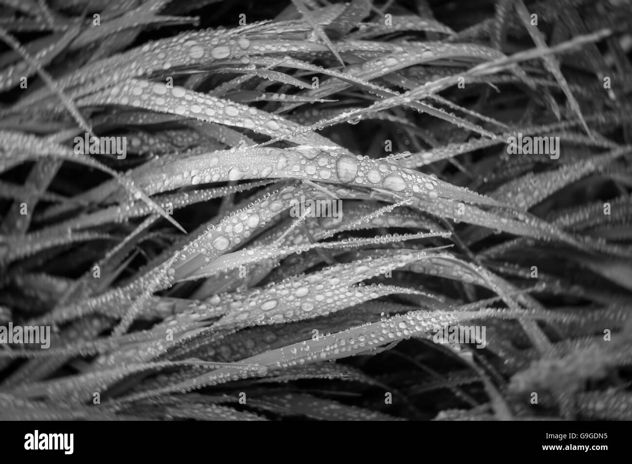 Green blades of grass Black and White Stock Photos & Images - Alamy