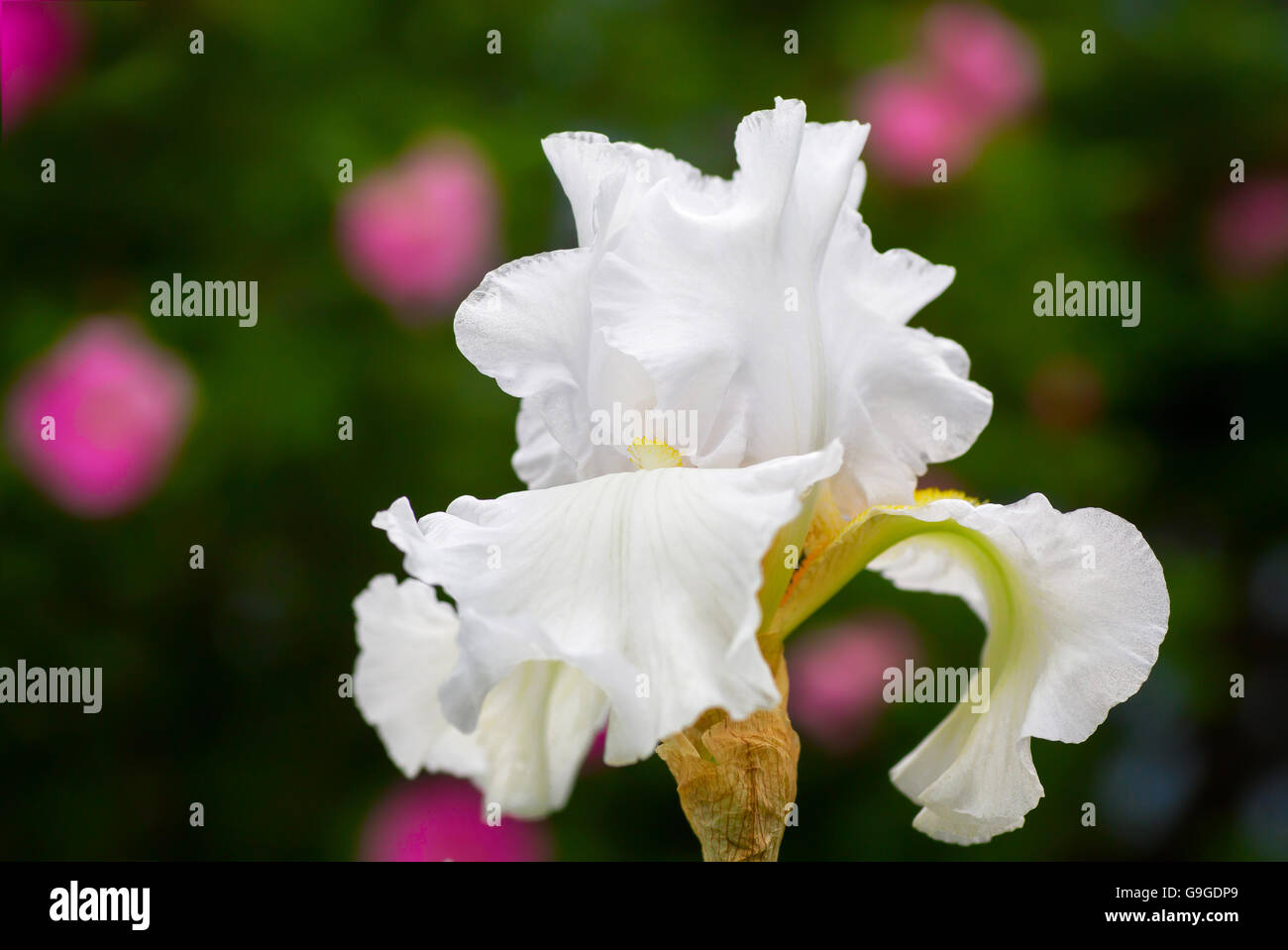 White German iris (or bearded iris) with a background of out of focus ...