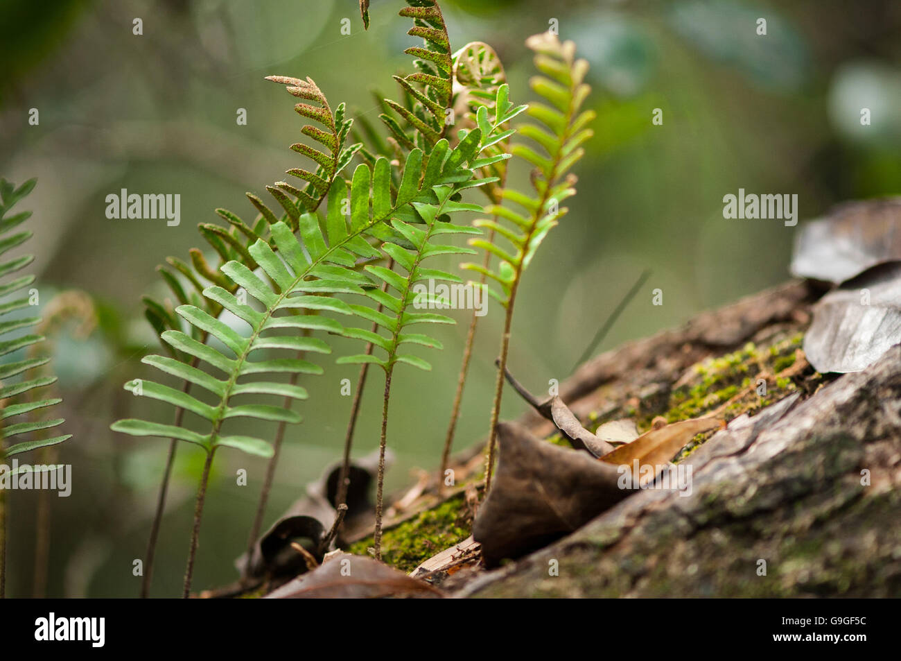 Ferns grow from the side of a fallen log Stock Photo - Alamy
