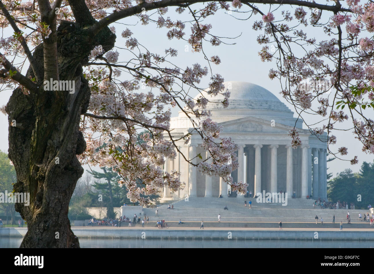 Twisted tree trunk hi-res stock photography and images - Alamy