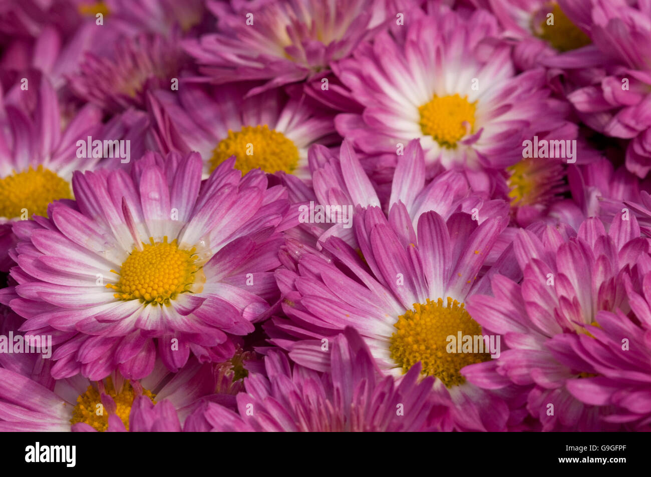 Purple mums cluster Stock Photo - Alamy