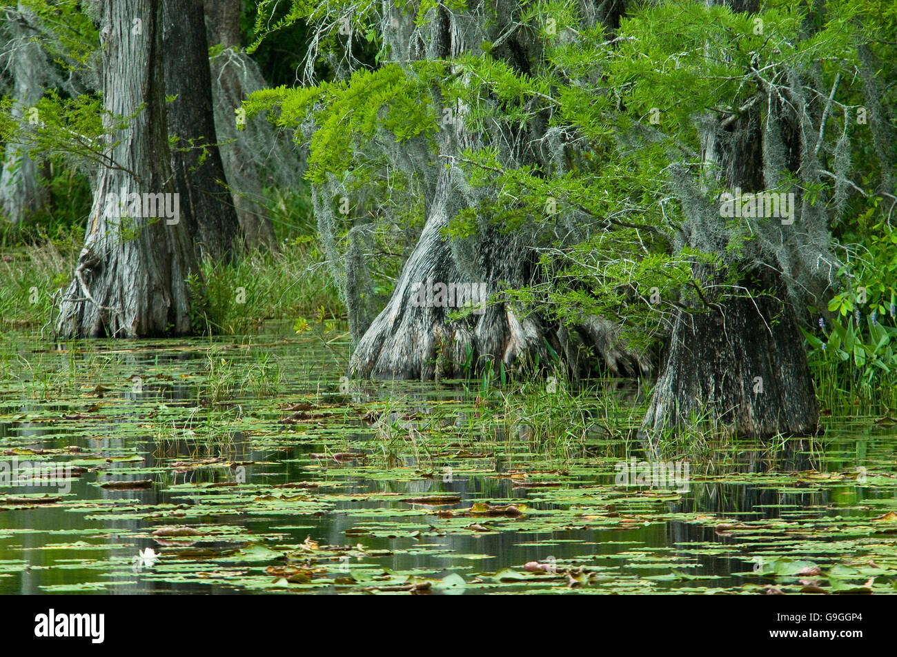 Cypress trees at the edge of a swamp Stock Photo - Alamy