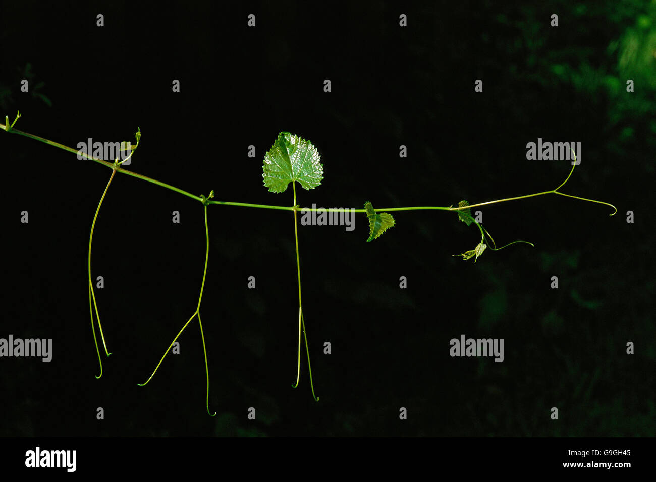 Clinging Plants High Resolution Stock Photography and Images - Alamy