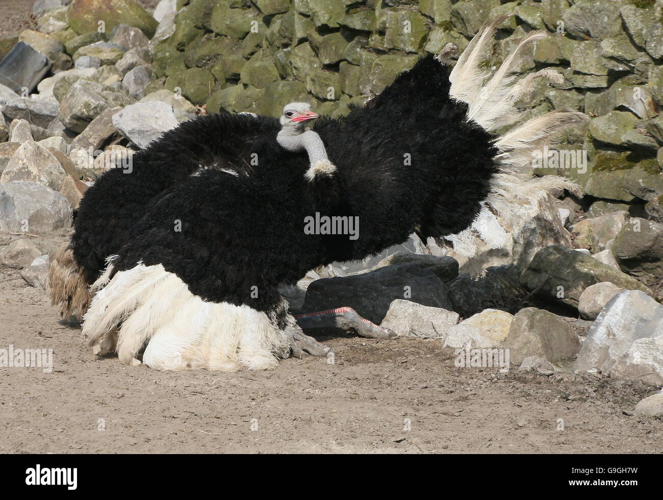 Male African Common Ostrich (Struthio camelus) with fanned out wings ...