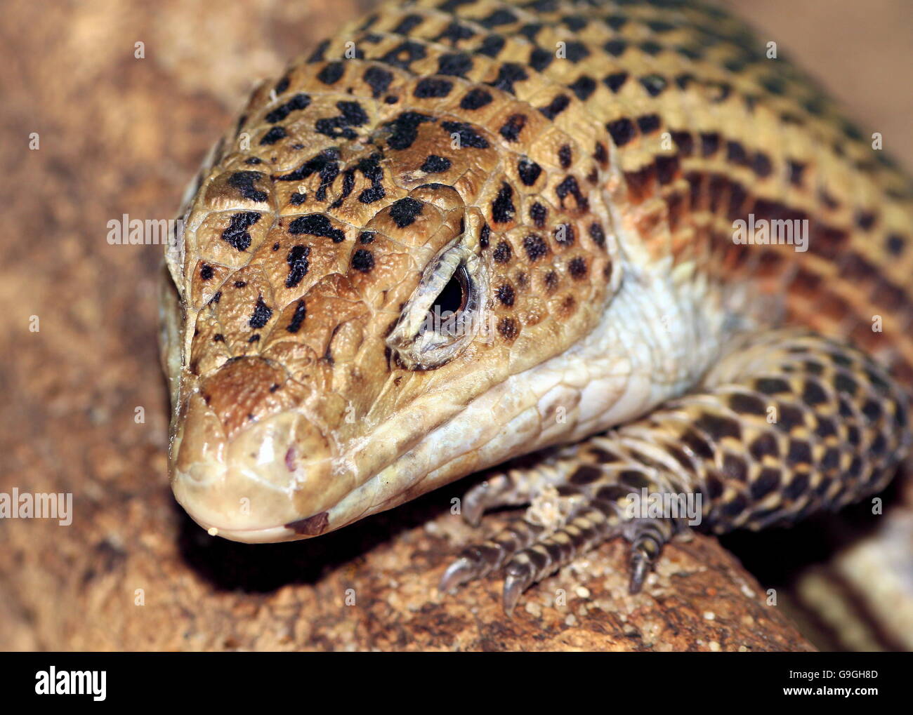 Sudan or Western plated lizard (Gerrhosaurus major, Broadleysaurus ...