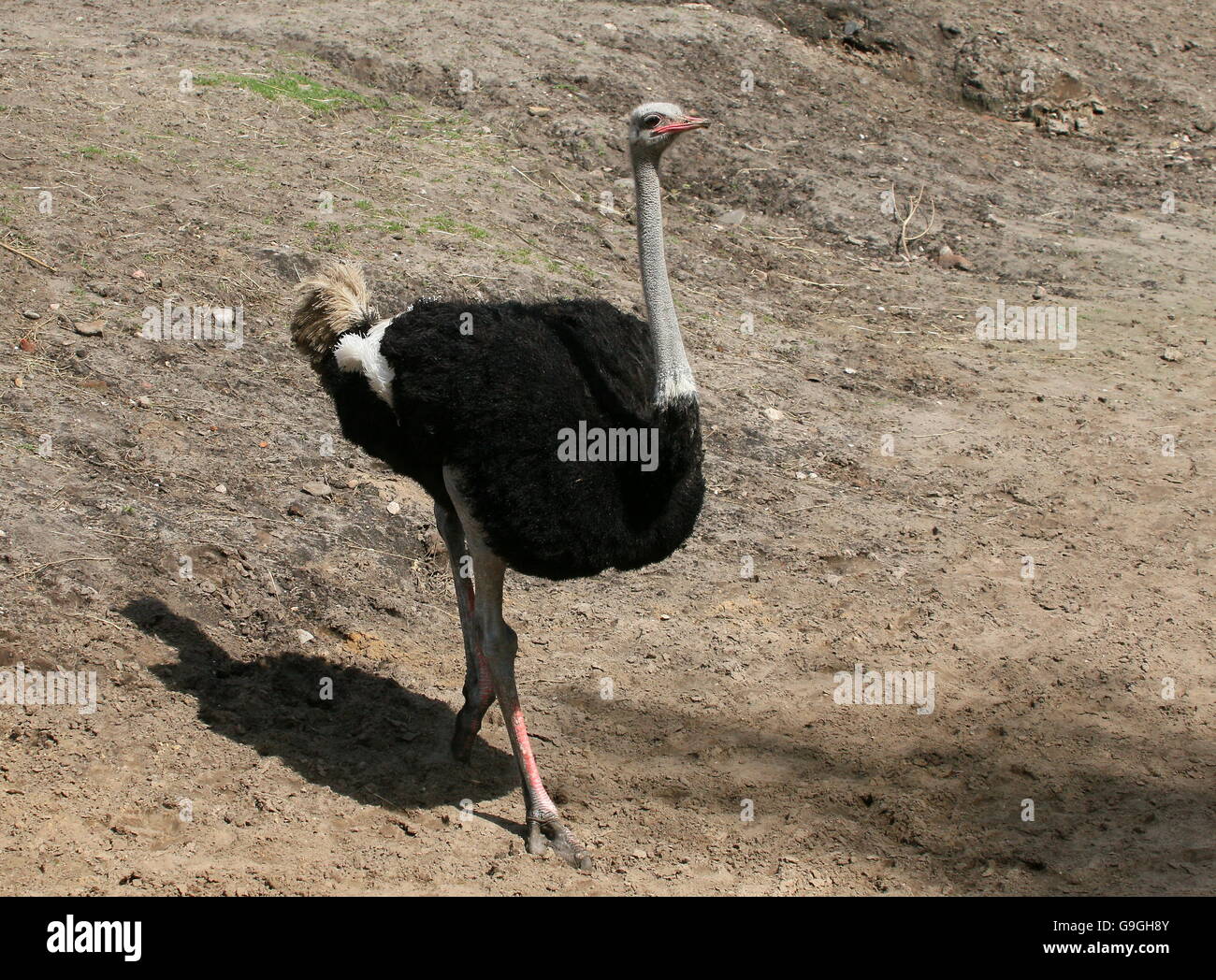 Male African Common Ostrich (Struthio camelus Stock Photo - Alamy