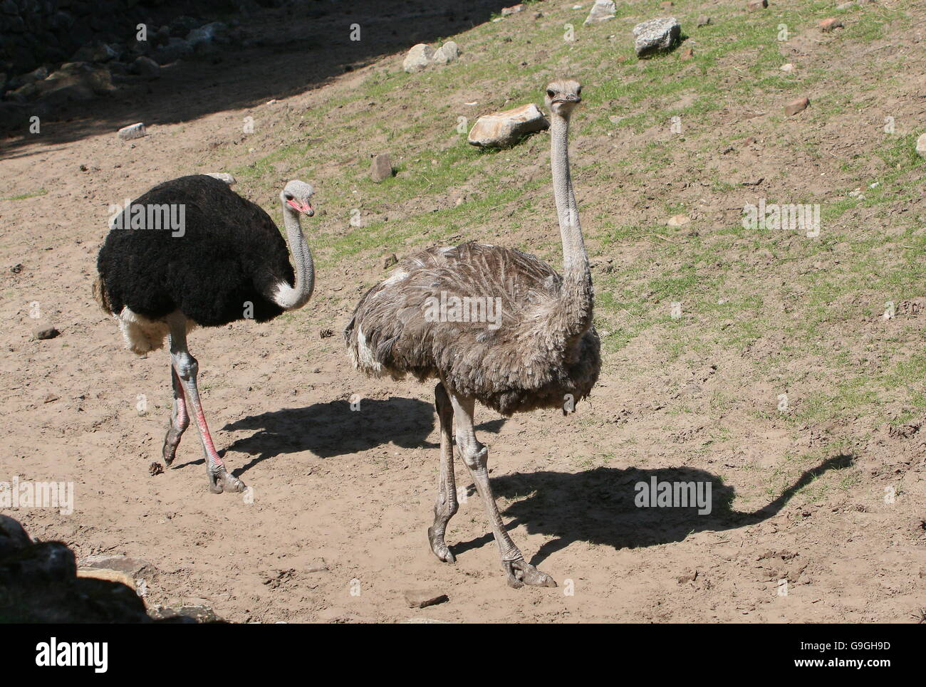 Male African Ostrich (Struthio camelus) chasing a female Stock Photo ...