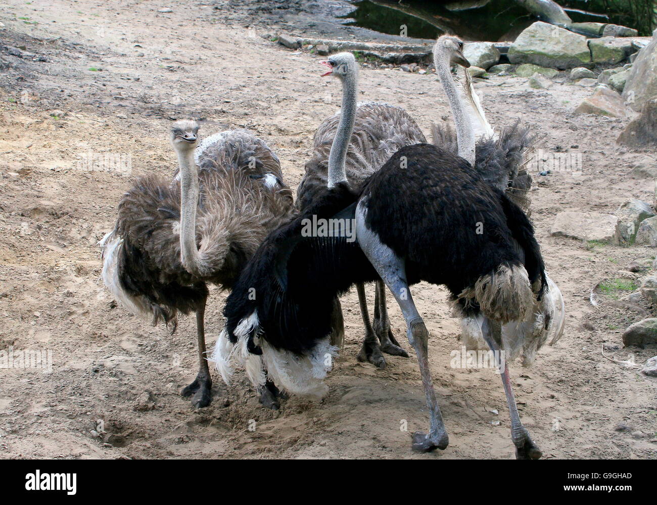 Male African Common Ostrich (Struthio camelus) both courting and ...