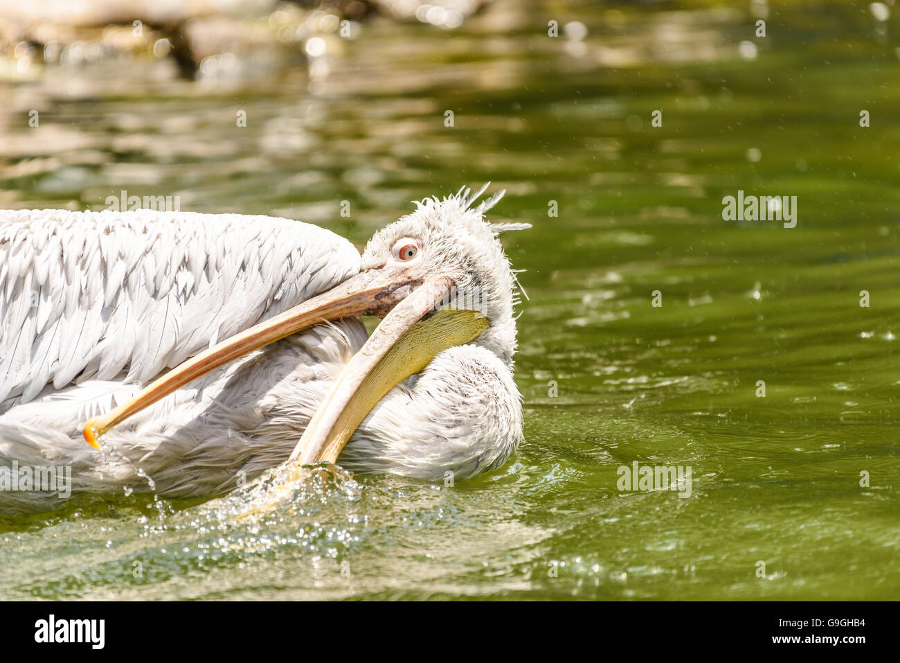 White Pelican Bird In Wilderness Delta Water Stock Photo - Alamy