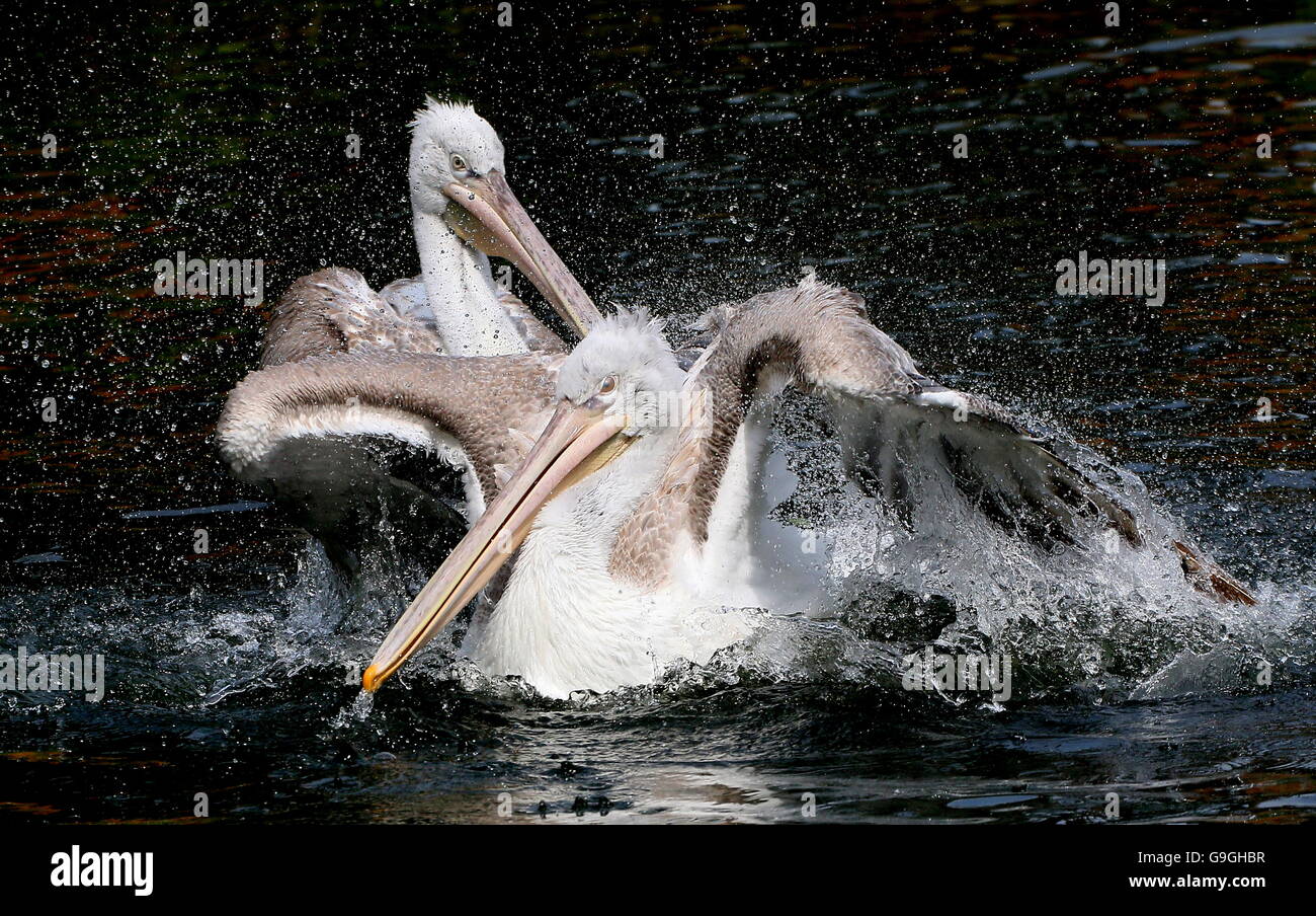Frise pelícano hi-res stock photography and images - Alamy