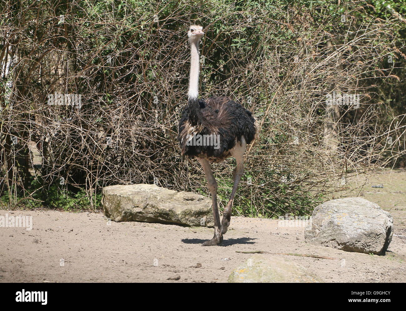 Juvenile Male African Common Ostrich (Struthio camelus) approaching the ...