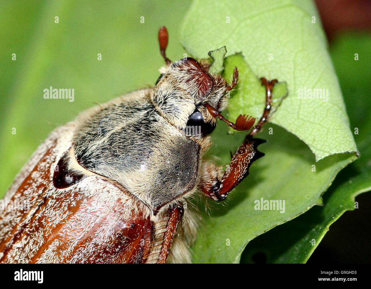 Male European Cock chafer a.k.a. May Bug (Melolontha melolontha ...