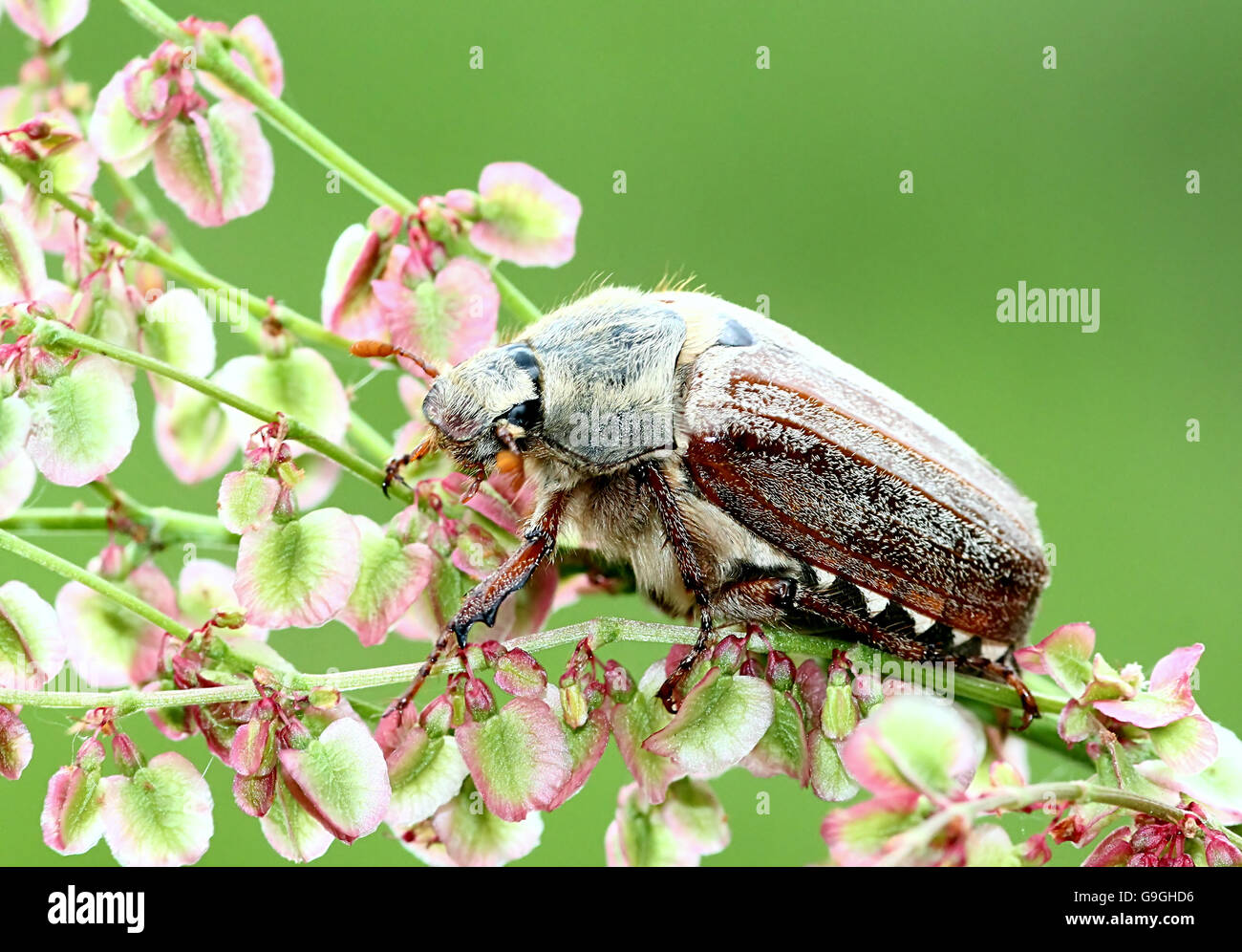 Male European Cock chafer a.k.a. May Bug (Melolontha melolontha Stock ...