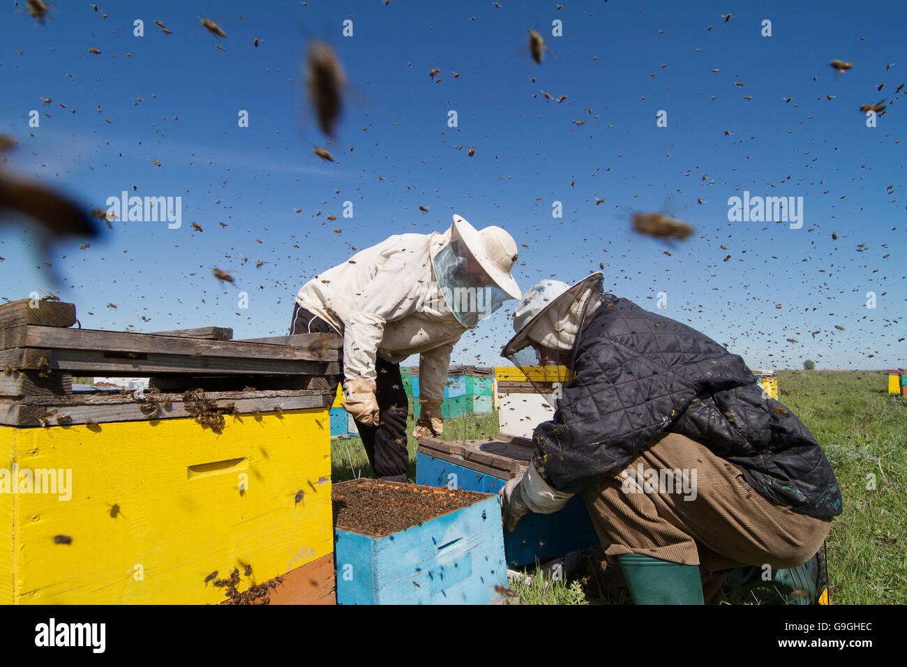 Man and bee sting hi-res stock photography and images - Alamy