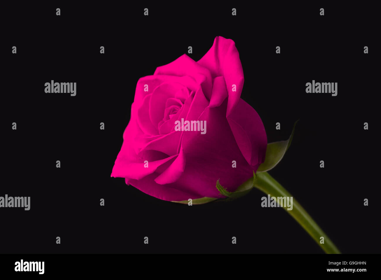 Magenta rose hi-res stock photography and images - Alamy