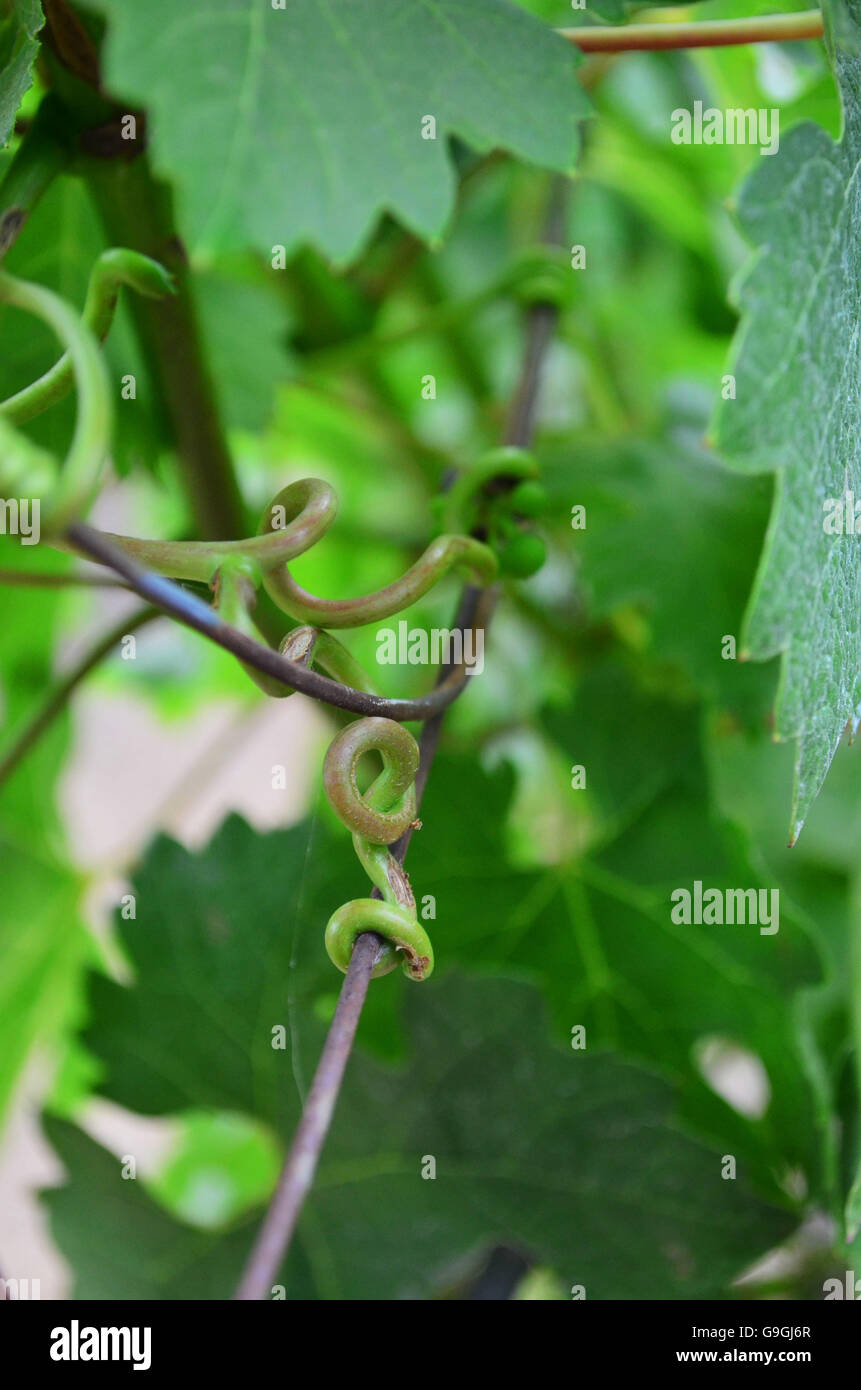 A Grape Vine Stock Photo - Alamy