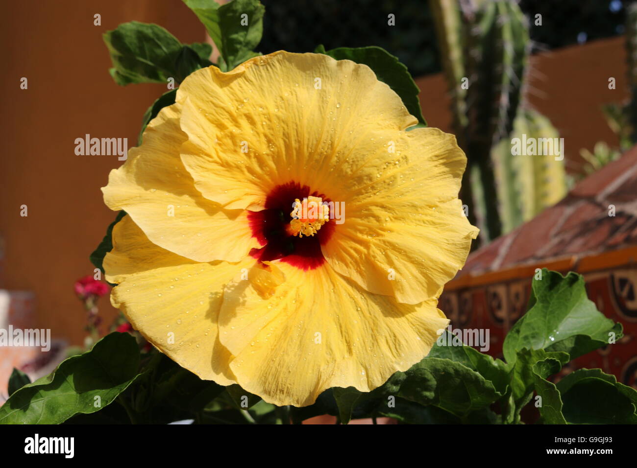 a beautiful flower with incredible colors Stock Photo - Alamy