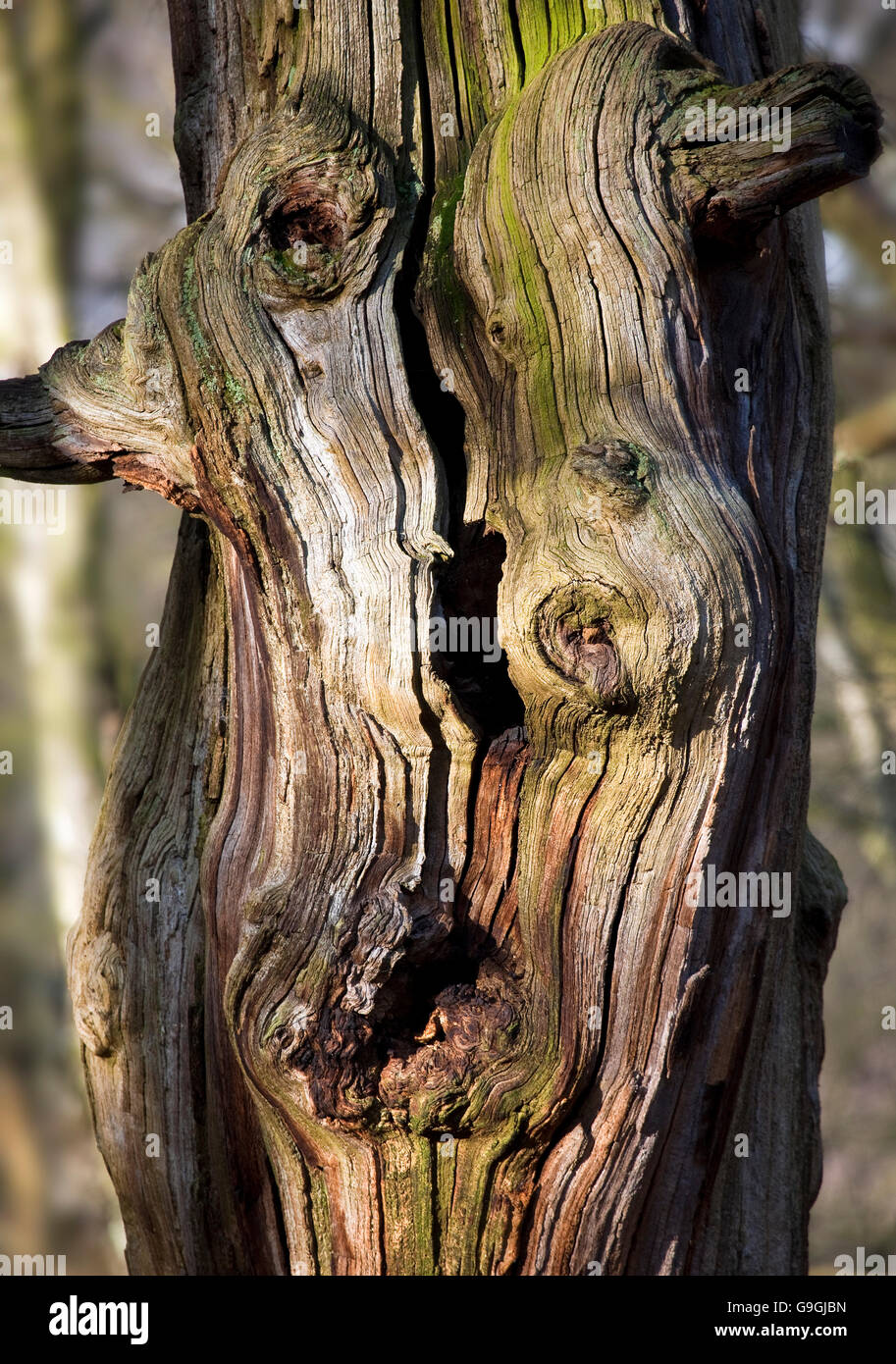 Oak Tree stump in beautiful winter light on Cannock Chase AONB Area of ...