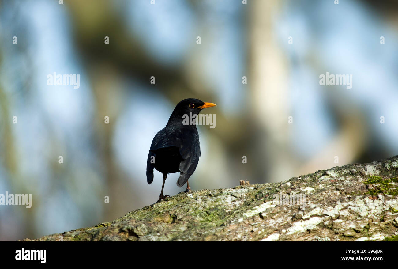 Cannock chase wildlife hi-res stock photography and images - Alamy