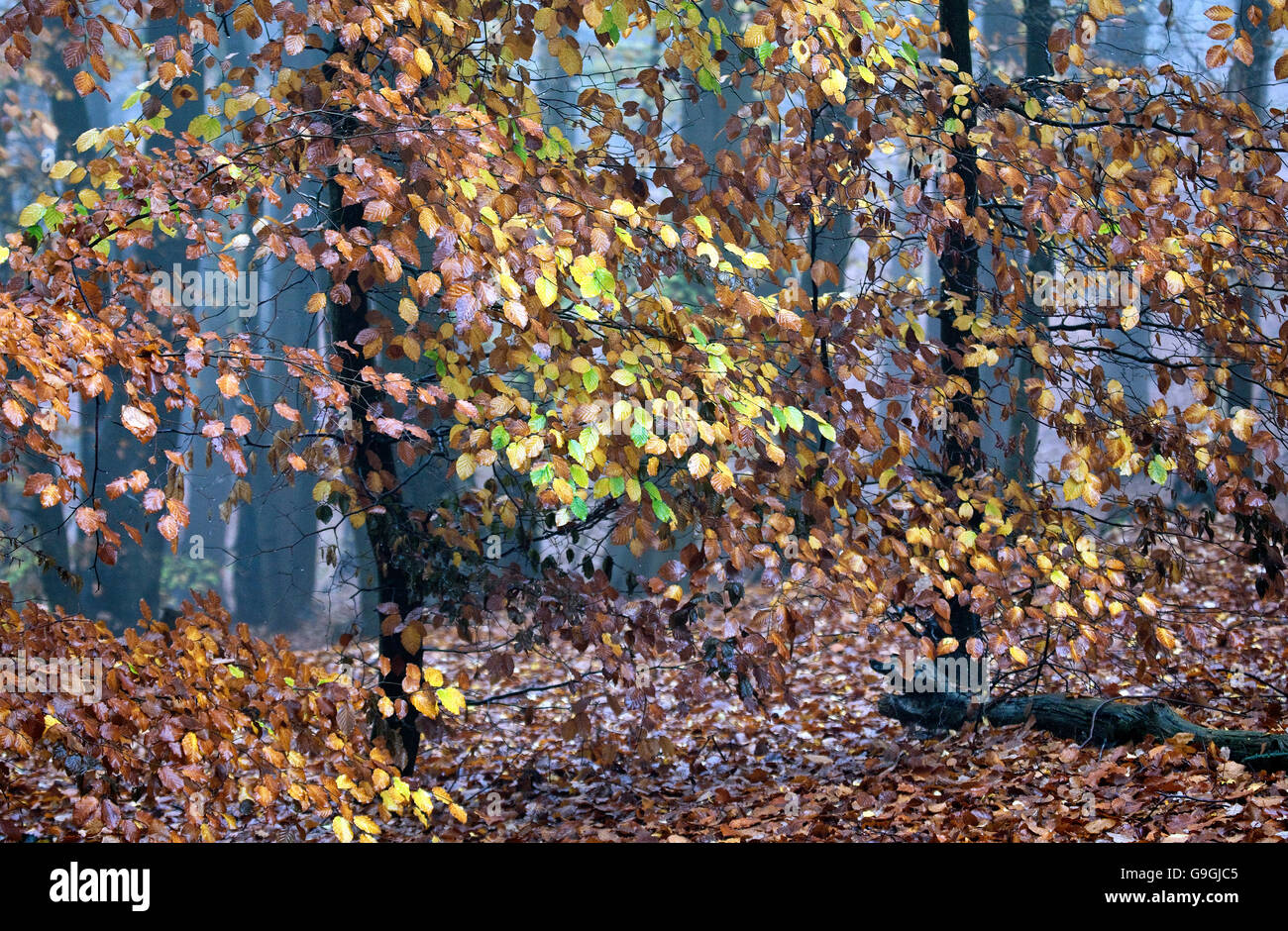 Beech tree branches and leaves with stunning autumn colour on Cannock ...