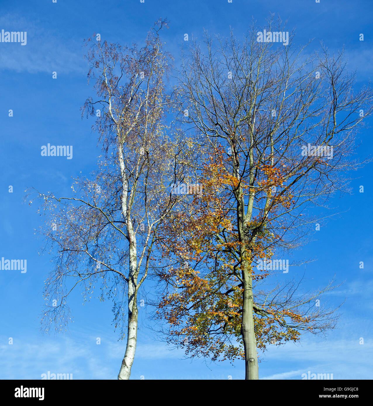 Beech tree and Silver Birch, The Queen and the Princess of trees set ...