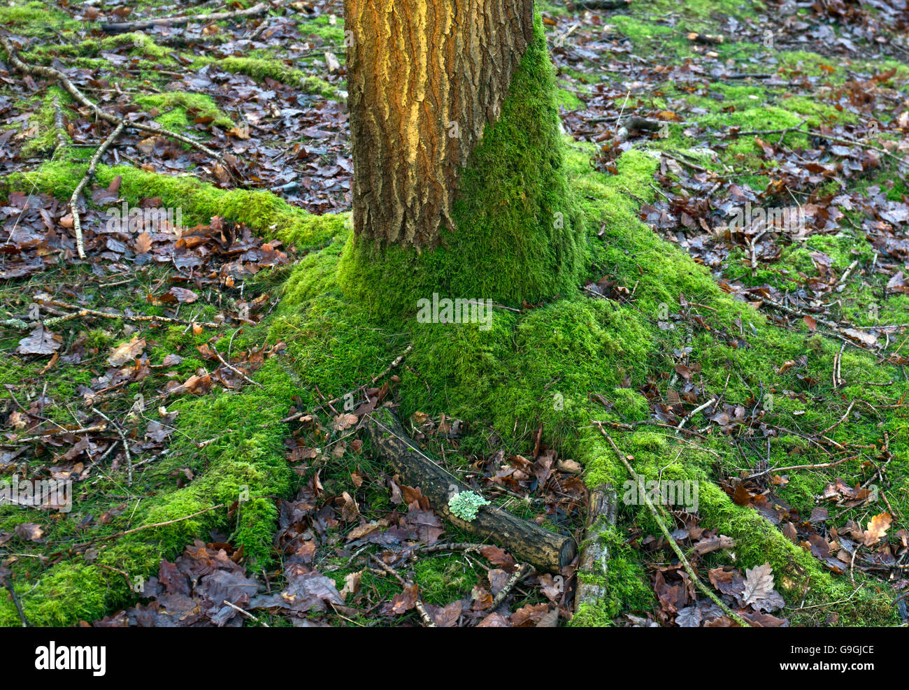 Tree with moss covered base and roots in Ancient Oak forest in winter ...
