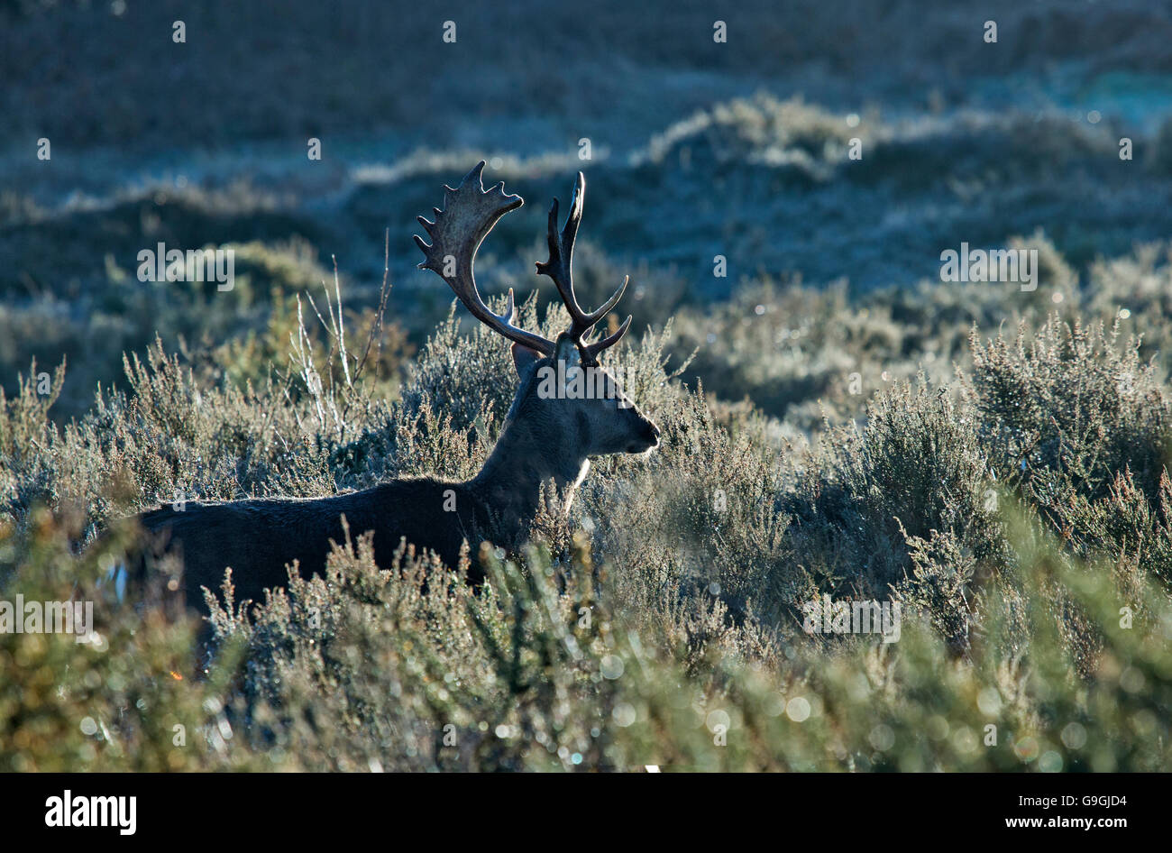 Fallow Deer Stag on heathland at Cannock Chase AONB Area of Outstanding ...