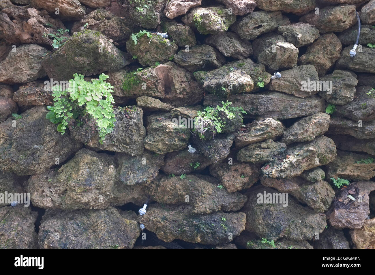 Ferns grow on rock Stock Photo - Alamy