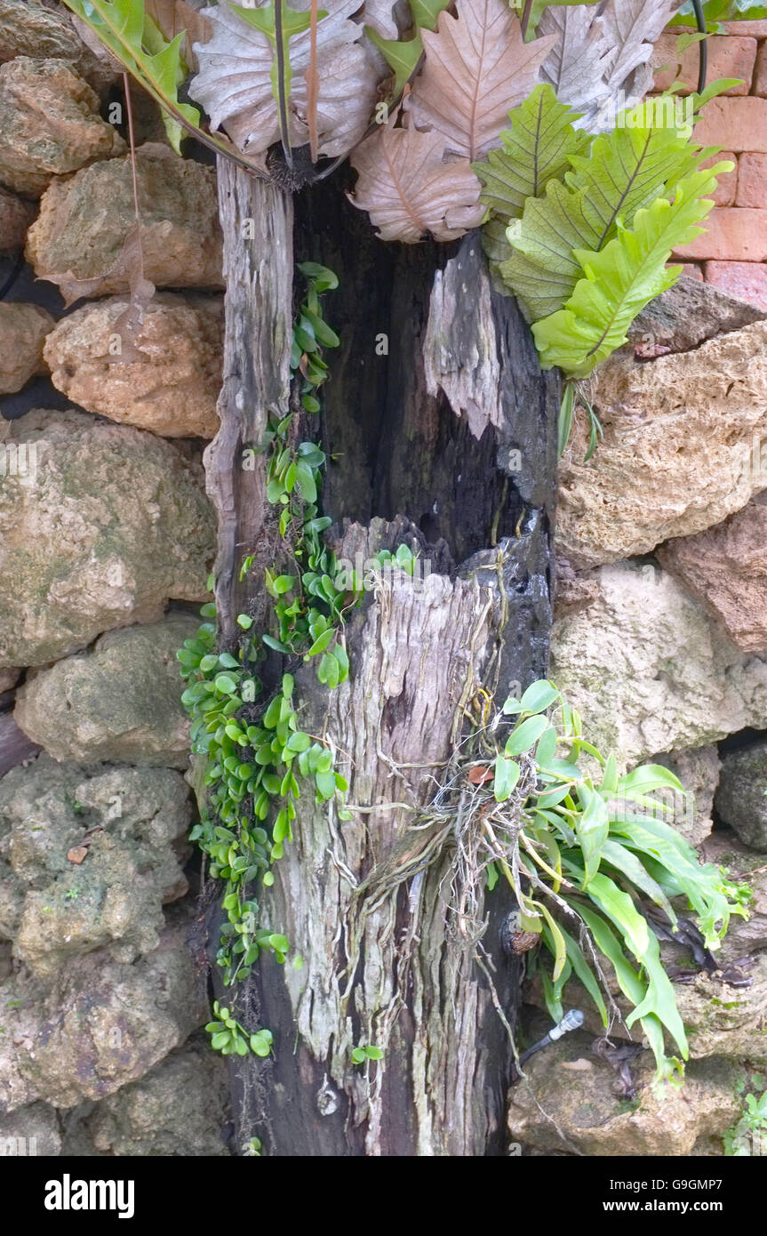 Ferns grow on rock Stock Photo - Alamy