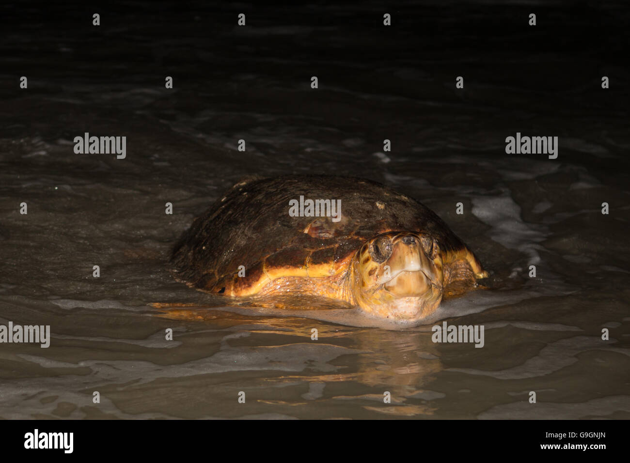 Loggerhead sea turtle swimming away from the beach - Caretta caretta ...