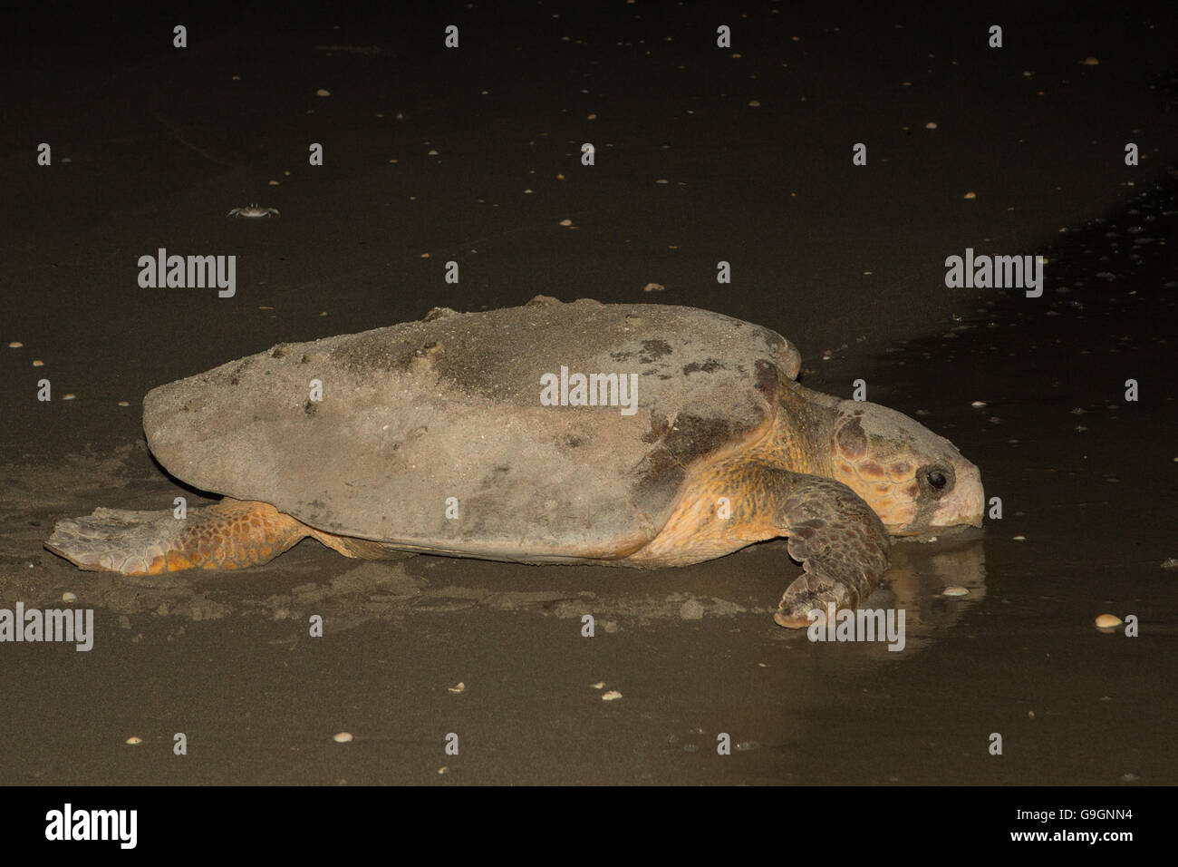 Loggerhead sea turtle laying eggs hi-res stock photography and images ...
