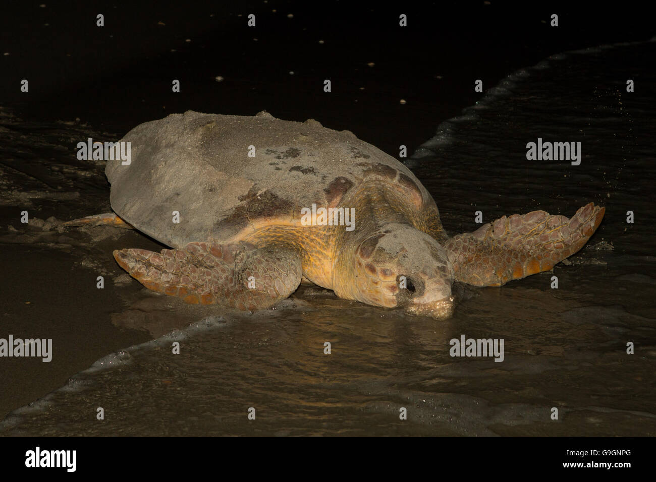 Loggerhead sea turtle returning to the ocean after laying eggs ...