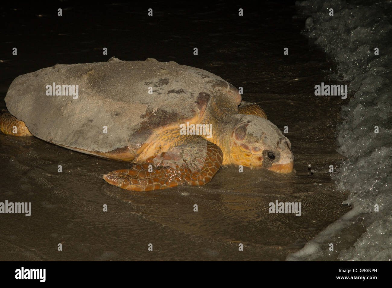 Loggerhead sea turtle crawls back into the water after nesting ...