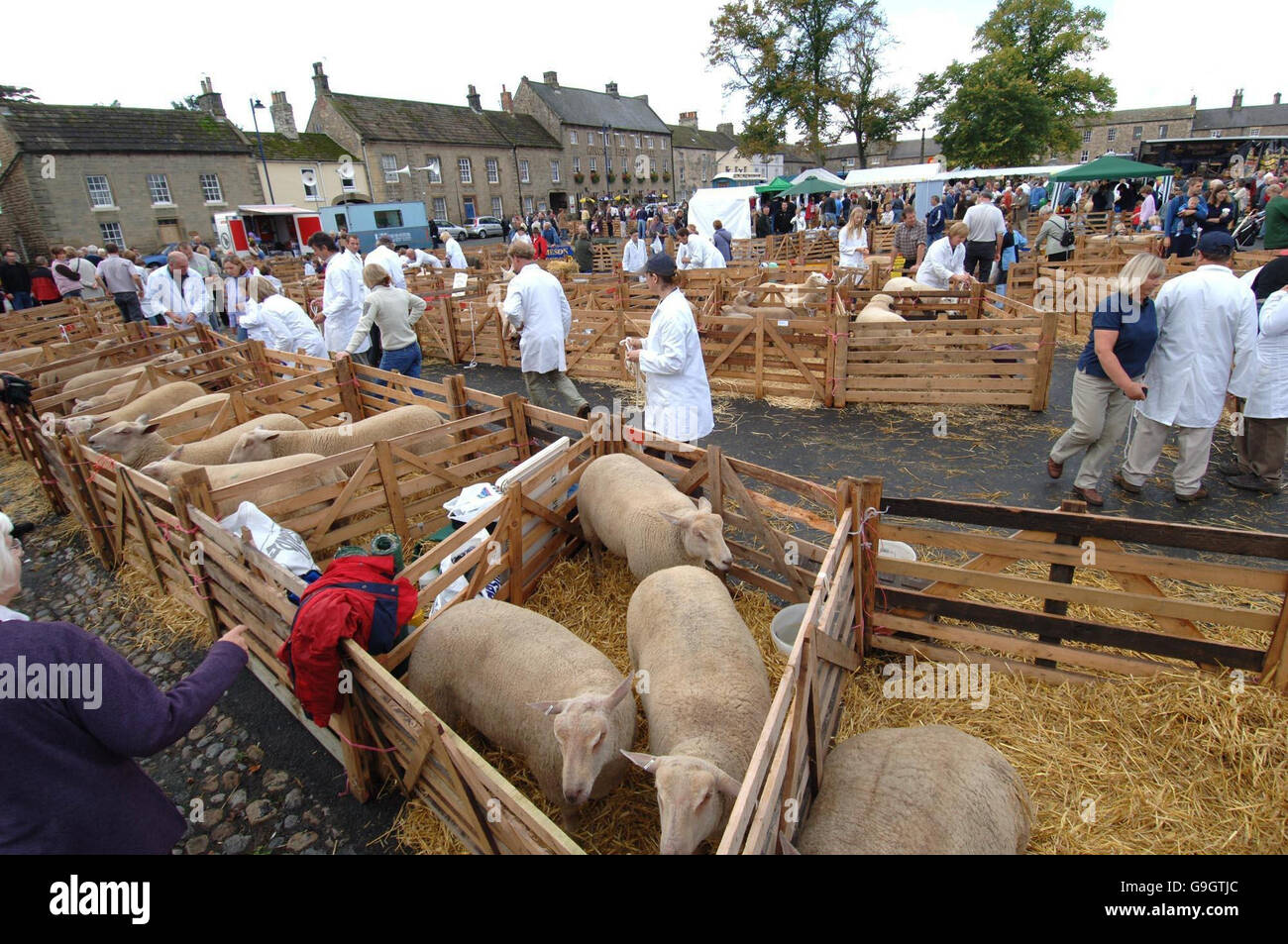 Sheep are paraded as thousands of visitors attend the Historic Masham ...