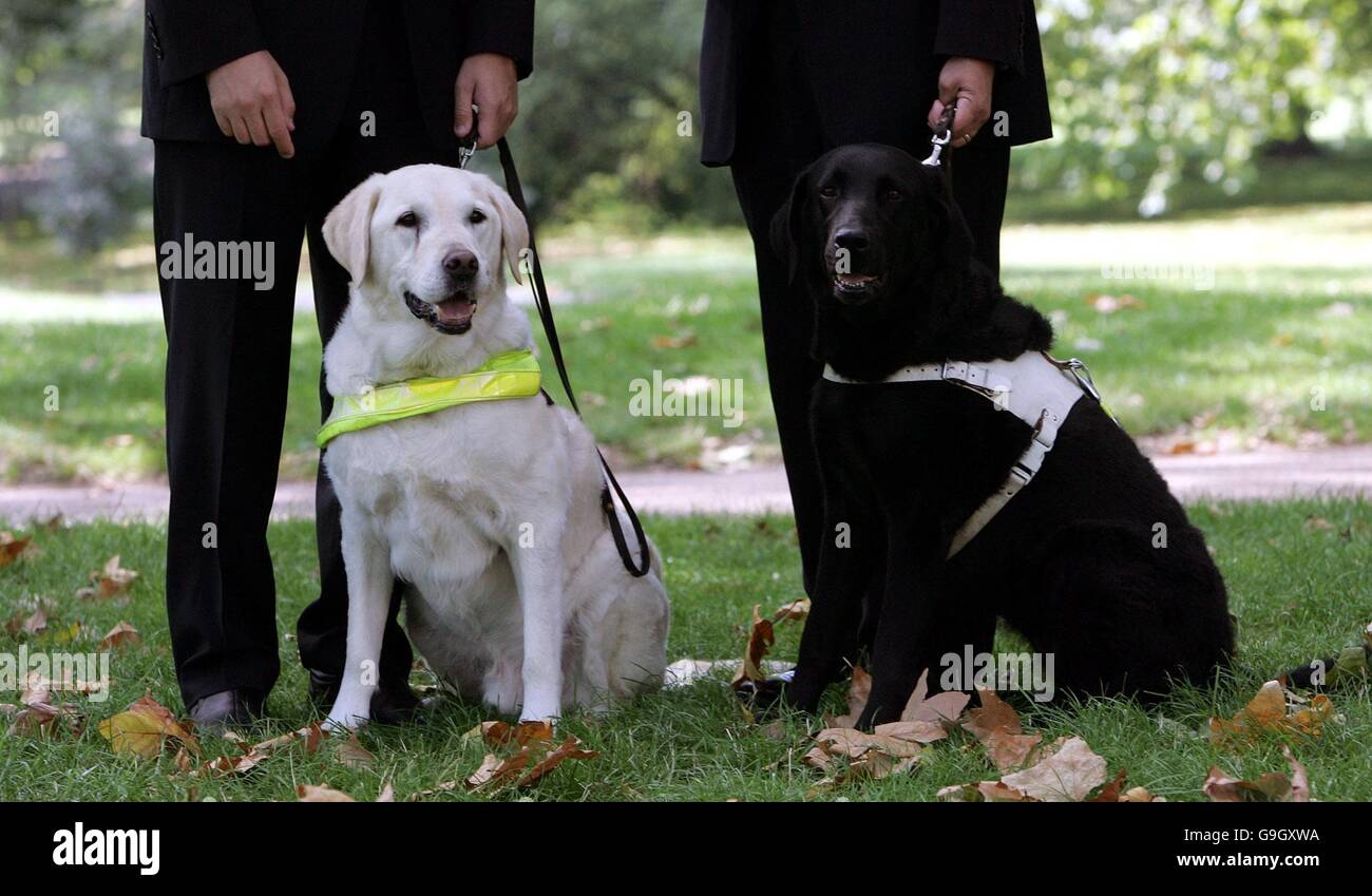 Guide Dog of the Year awards. overall Guide Dog of the Year Stock Photo ...
