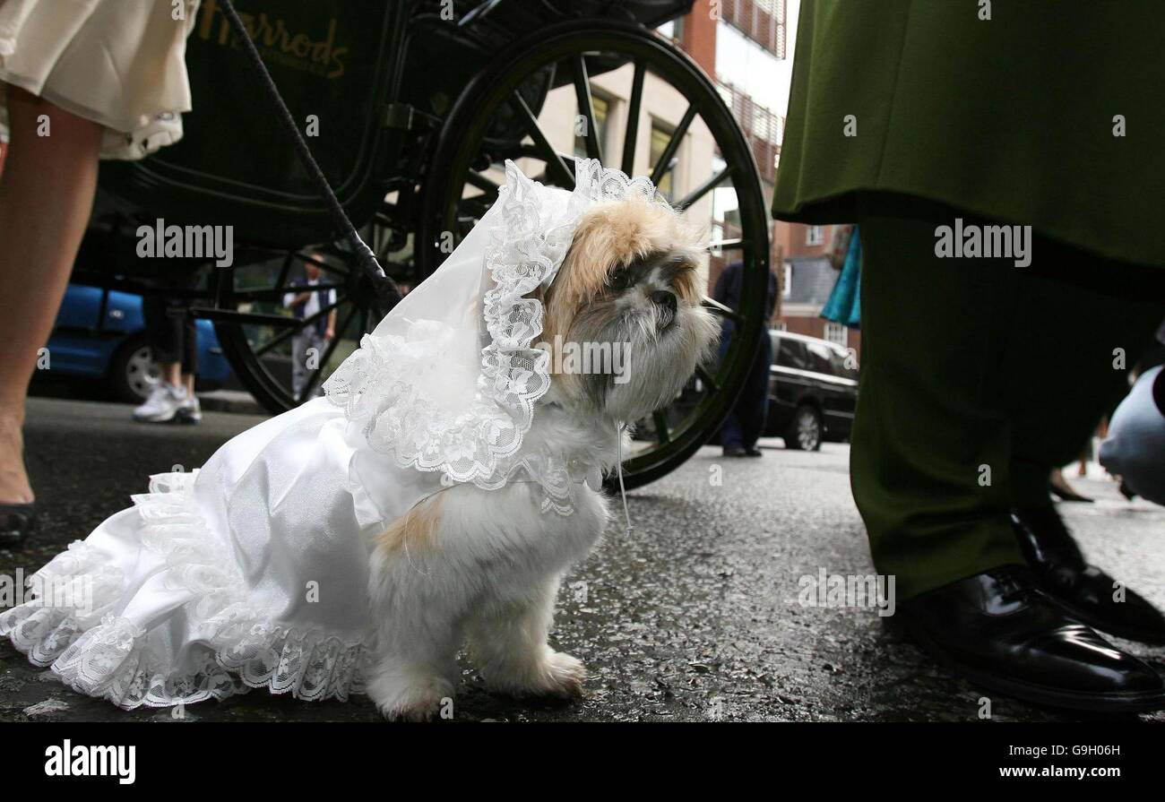 Muffin the Shih Tzu arrives at Harrods before her unique dog wedding as ...