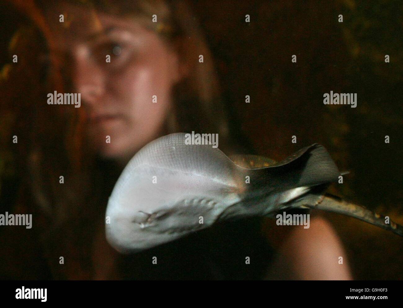 Venomous baby motoro stingrays at London zoo Stock Photo - Alamy