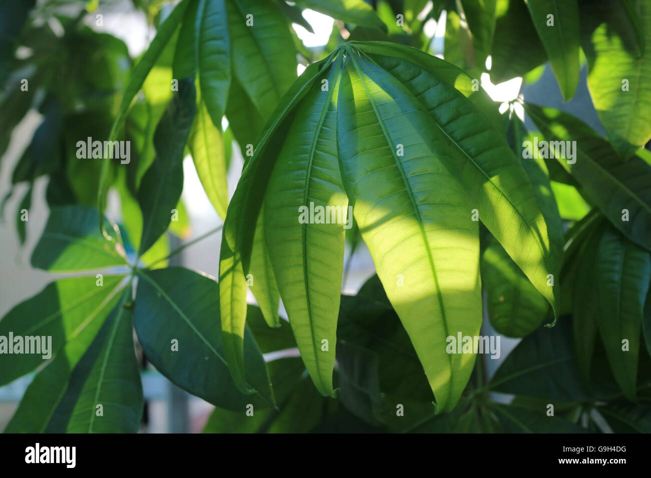 Sunny leaf hi-res stock photography and images - Alamy